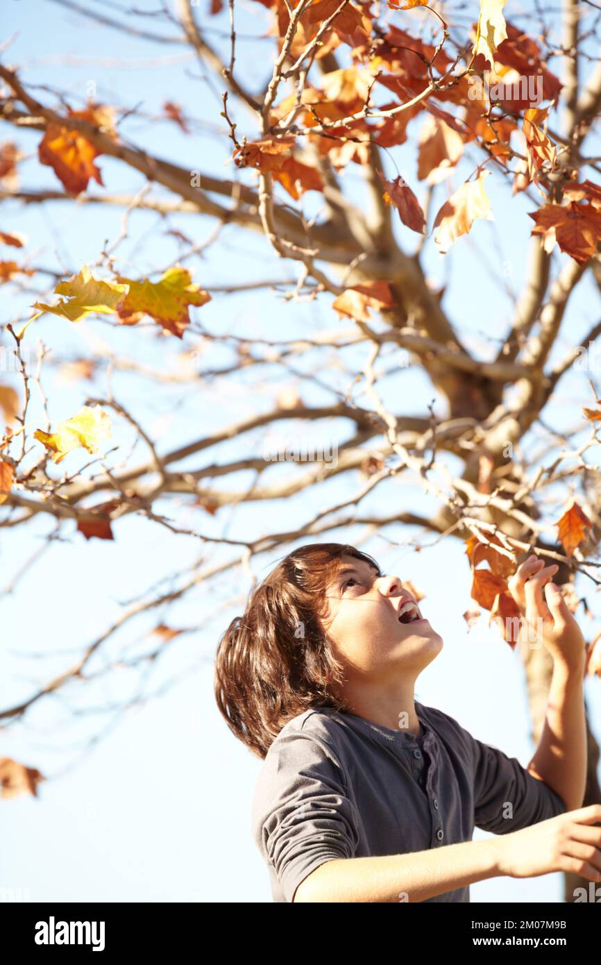 Reaching for the sky. A little boy reaching out to touch the autumn ...