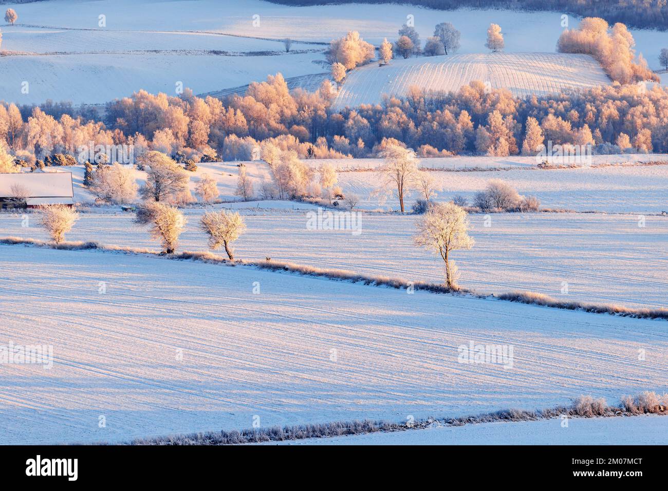 Snowy fields with trees in the countryside Stock Photo - Alamy