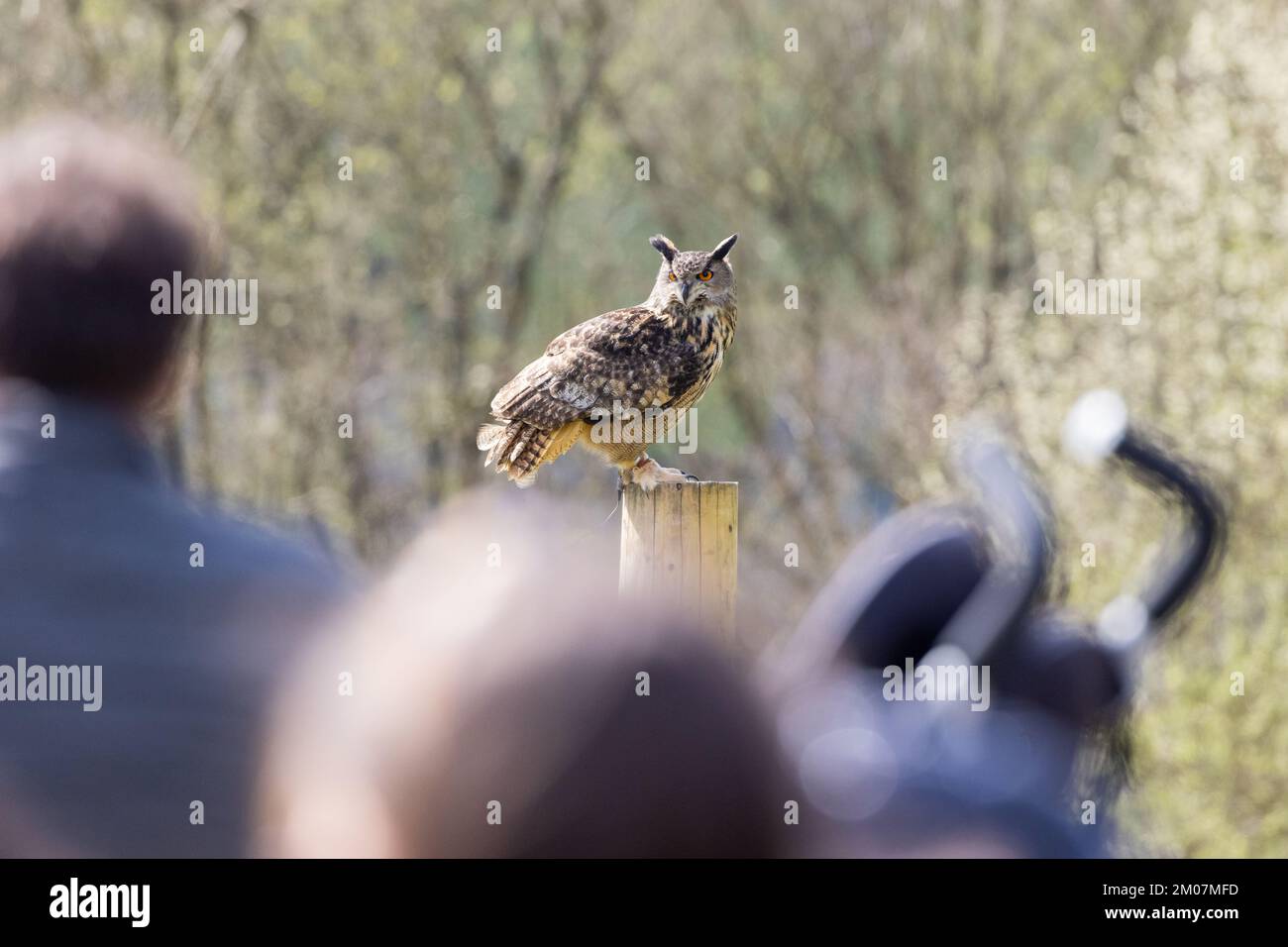 Eurasian Eagle Owl [ Bubo bubo ] on fence post during a public display ...
