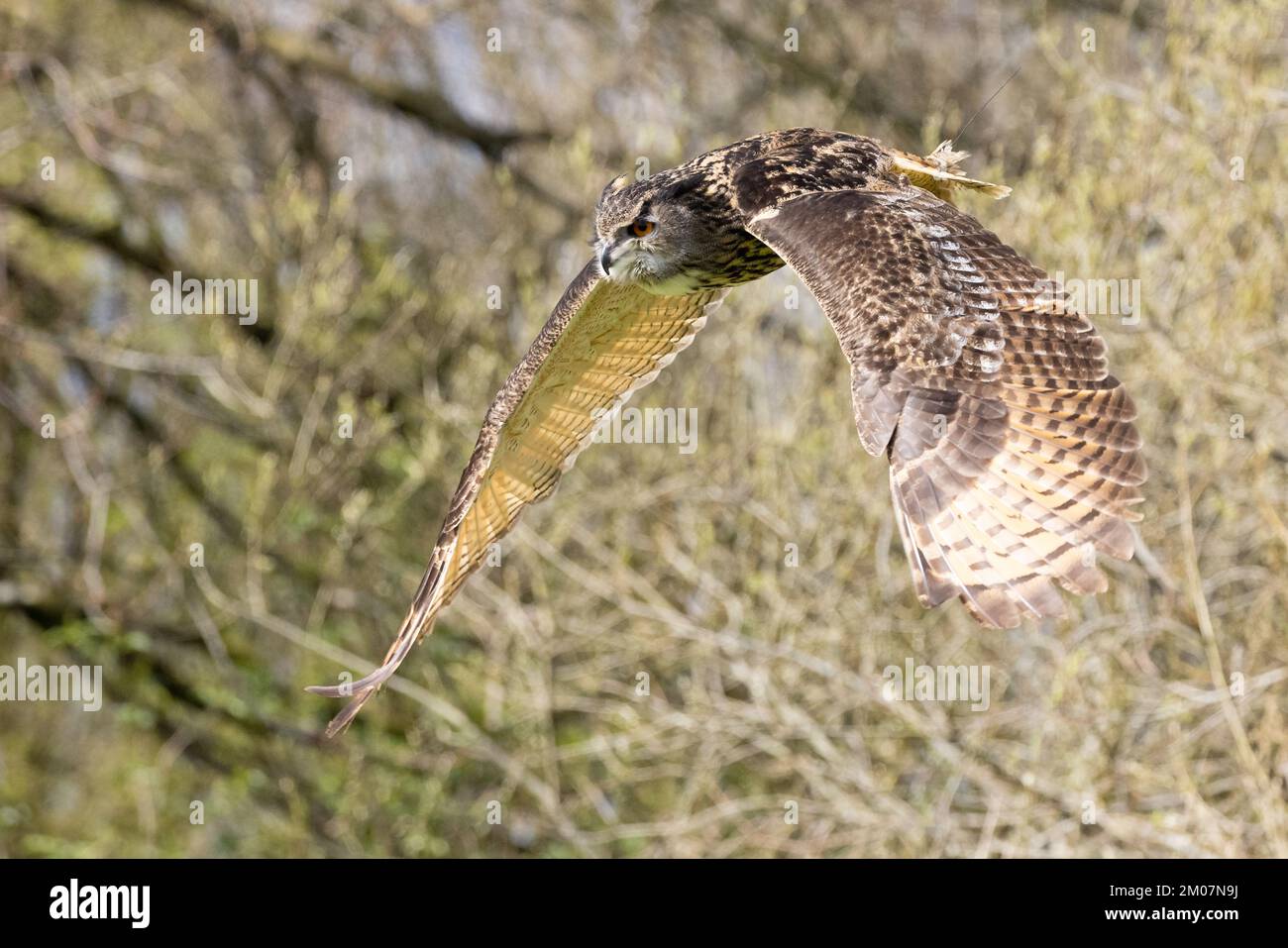 Eurasian Eagle Owl [ Bubo bubo ] in flight during a public display at ...