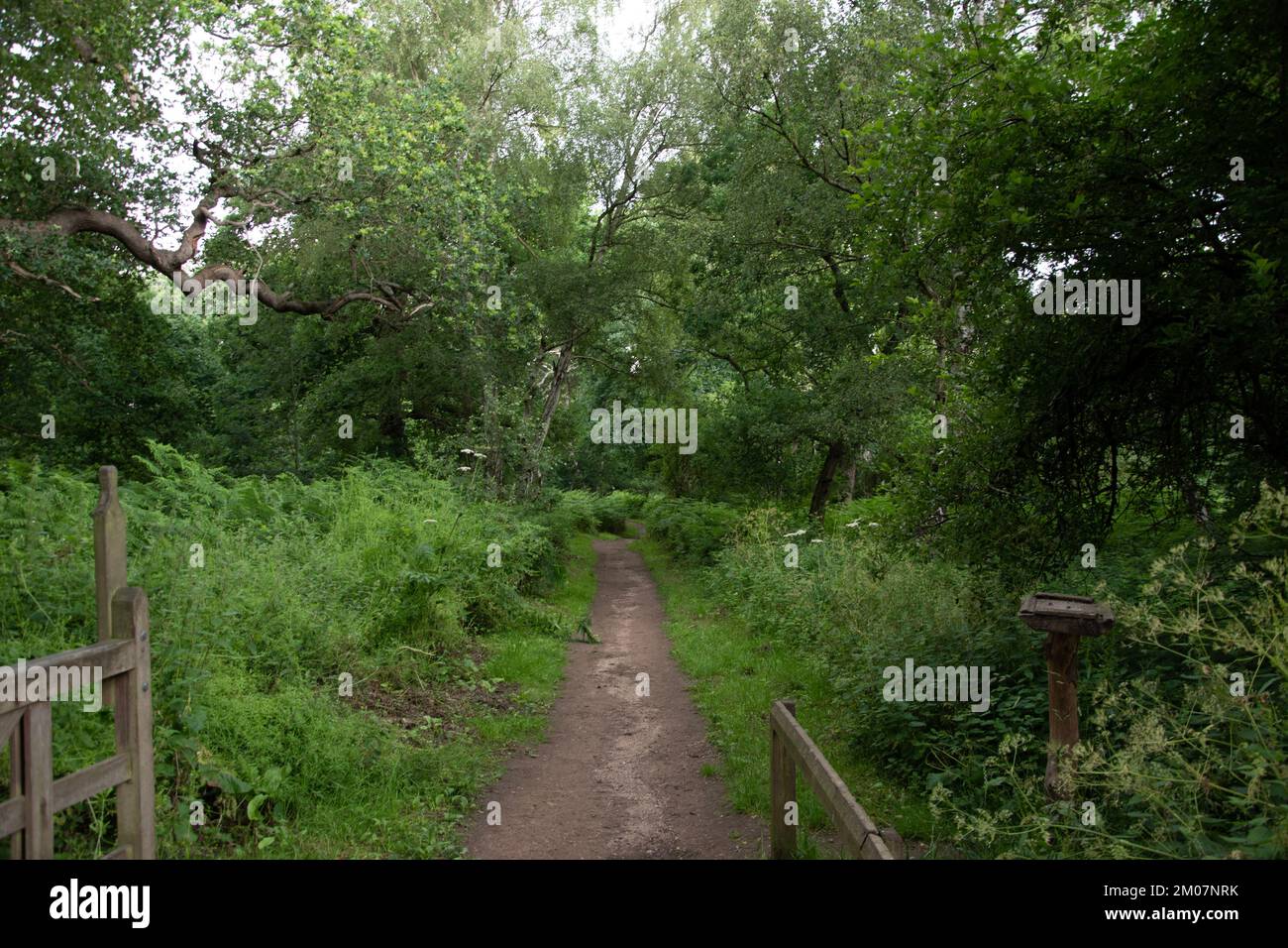 Path into Sherwood forest, Nottingham Stock Photo - Alamy