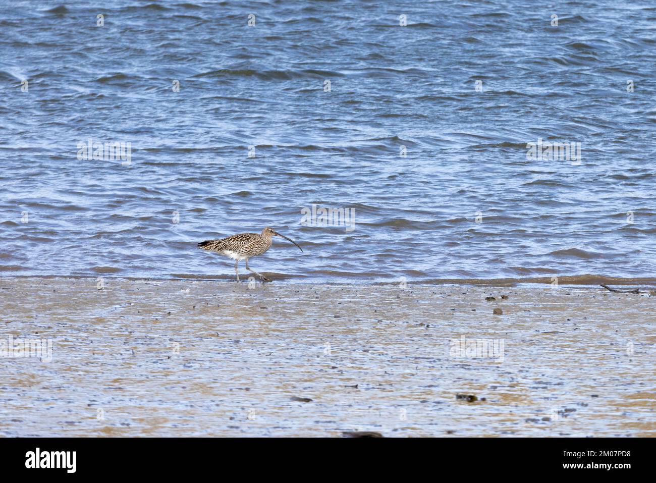 Curlew [ Numenius arquata ] feeding at waters edge on muddy estuary ...