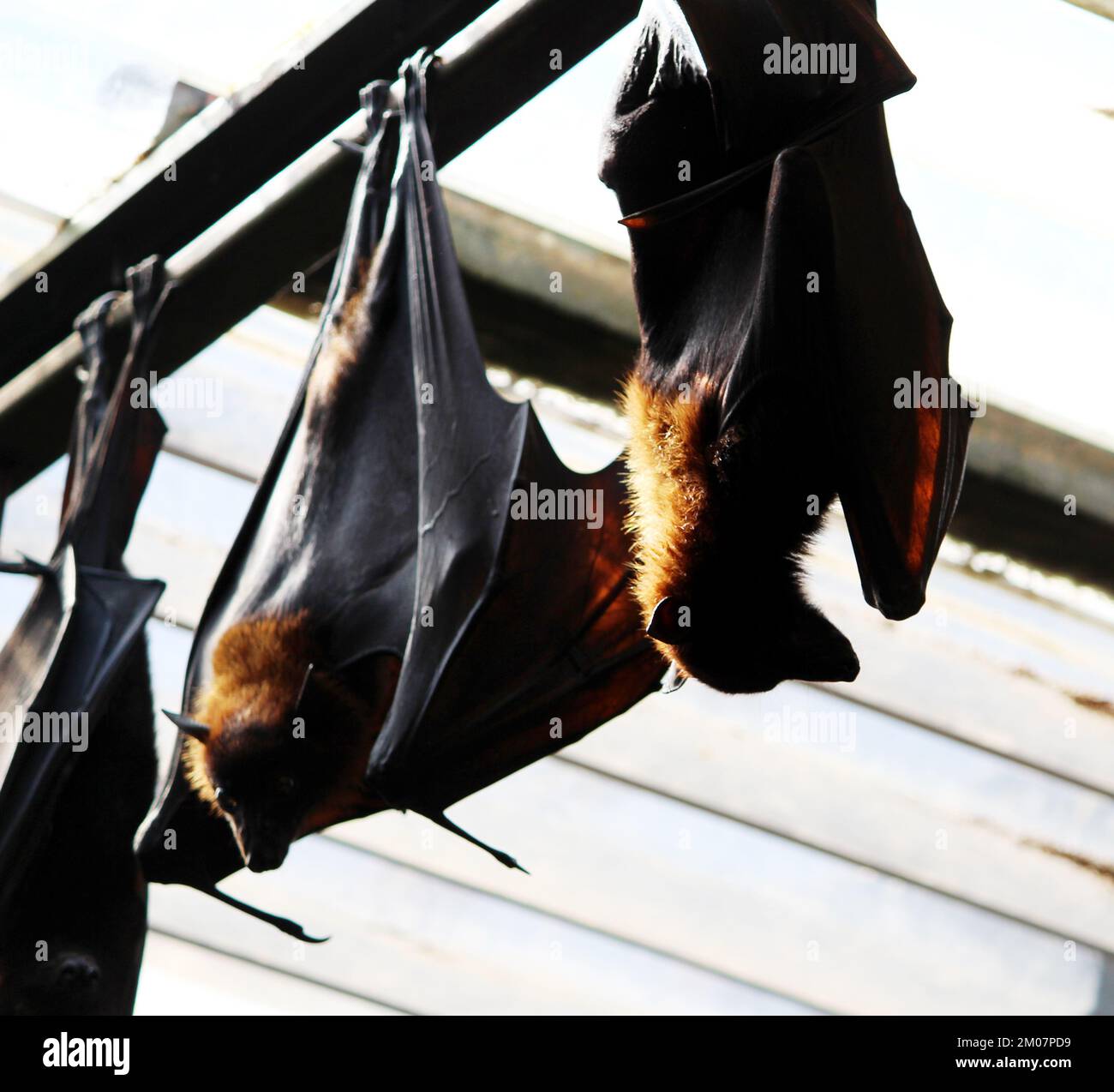 Indian flying foxes (Pteropus medius, formerly Pteropus giganteus ...