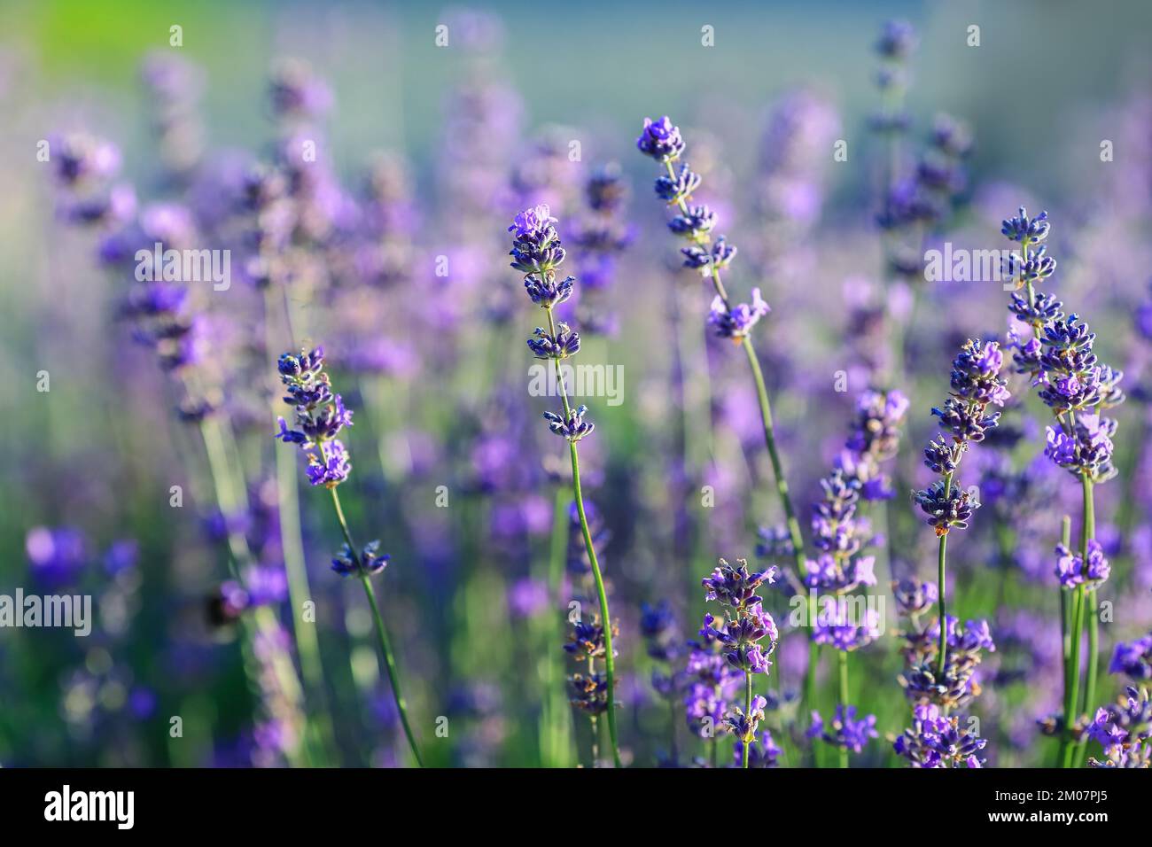 Lavandula (common name lavender) is a genus of 47 known species of ...