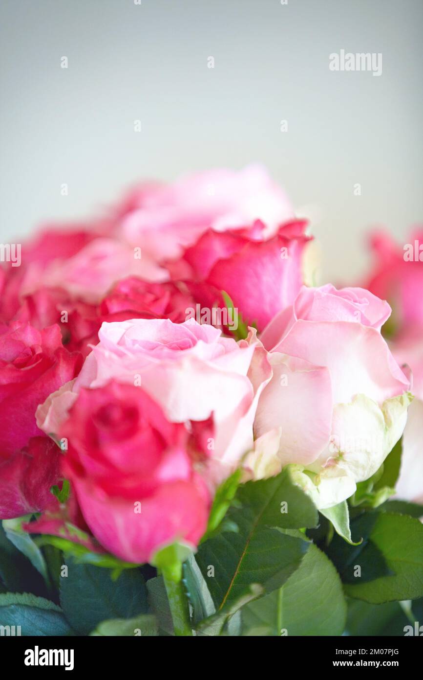 Shades of pink. Closeup of a bouquet of pink roses with copyspace Stock ...