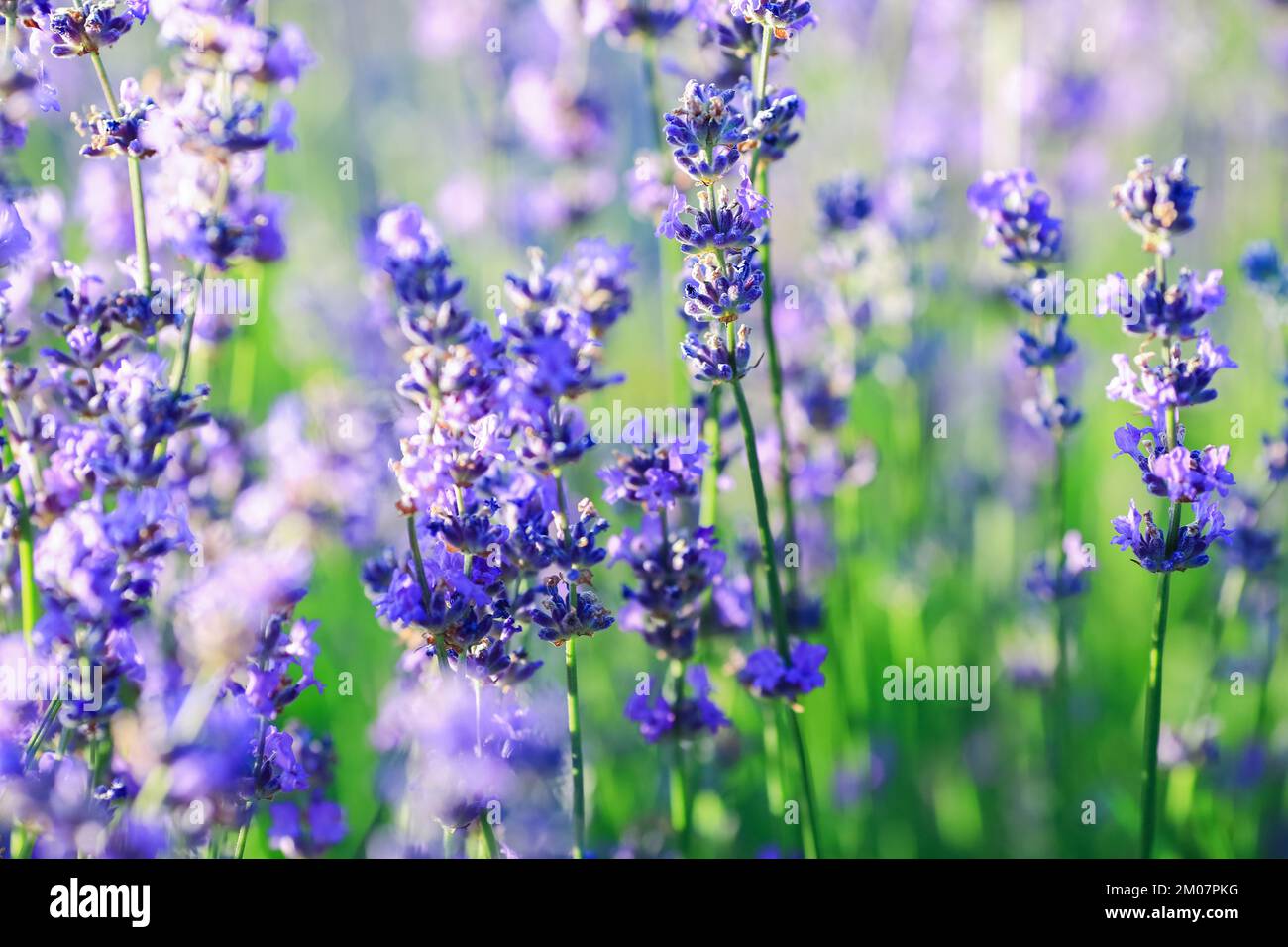 Lavandula (common name lavender) is a genus of 47 known species of ...