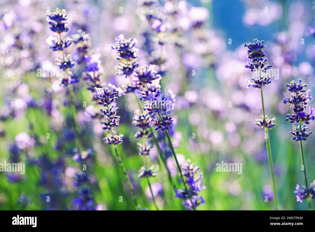 Lavandula (common name lavender) is a genus of 47 known species of ...
