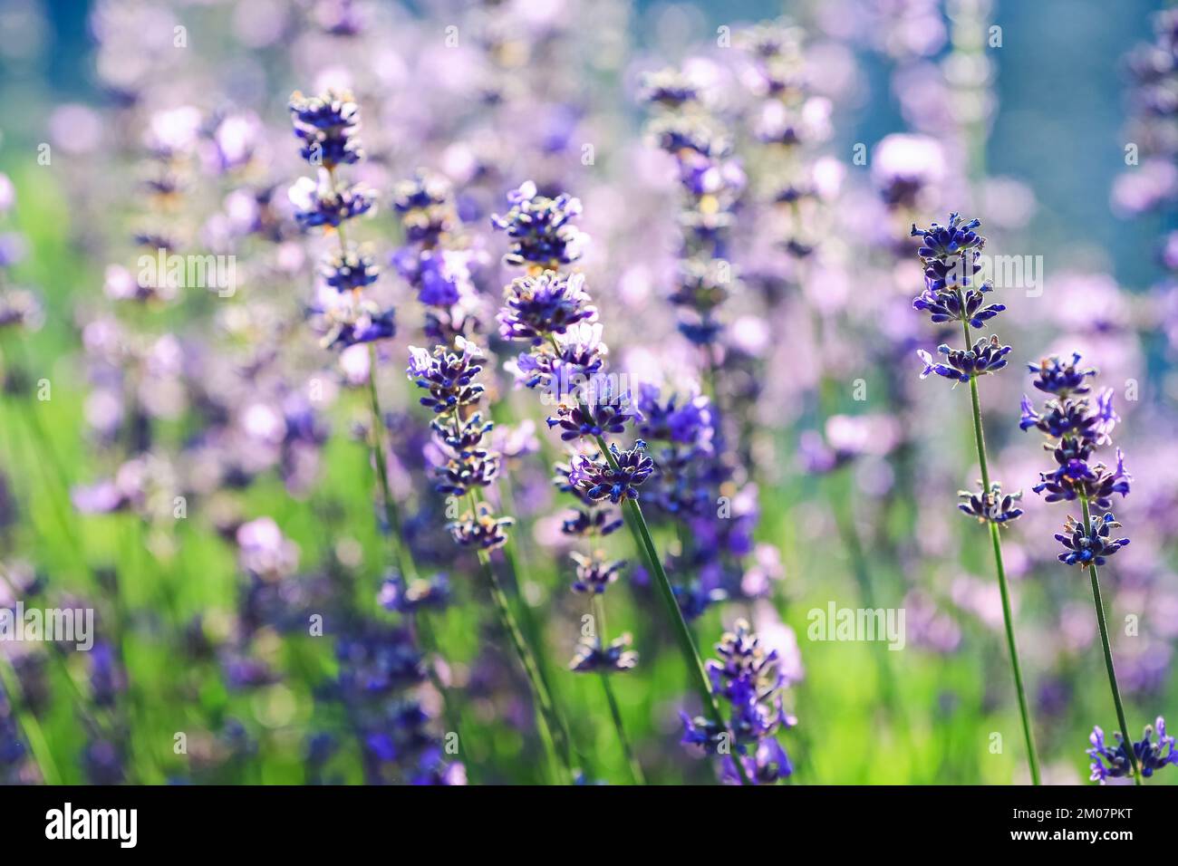 Lavandula (common name lavender) is a genus of 47 known species of ...