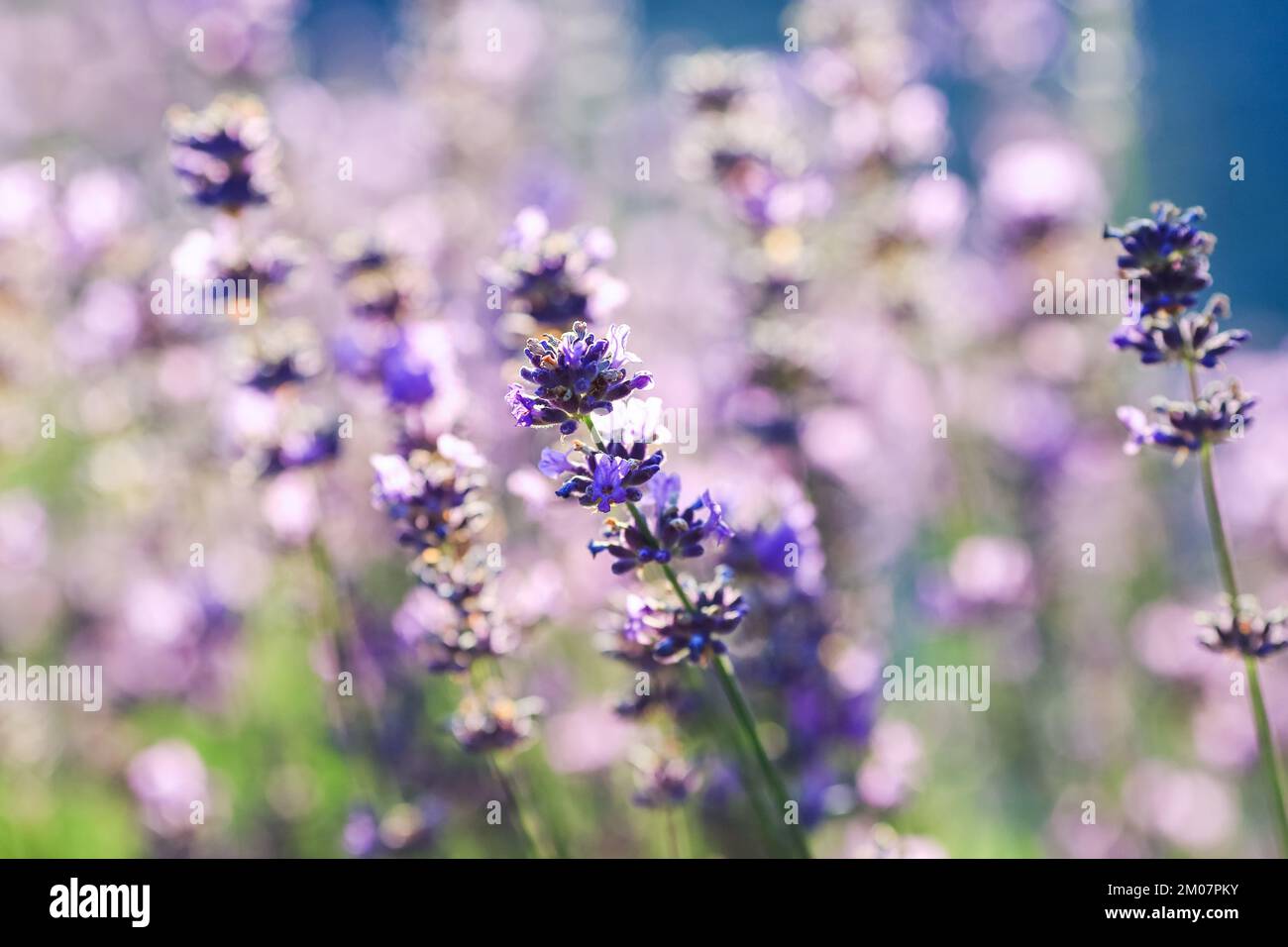 Lavandula (common name lavender) is a genus of 47 known species of ...