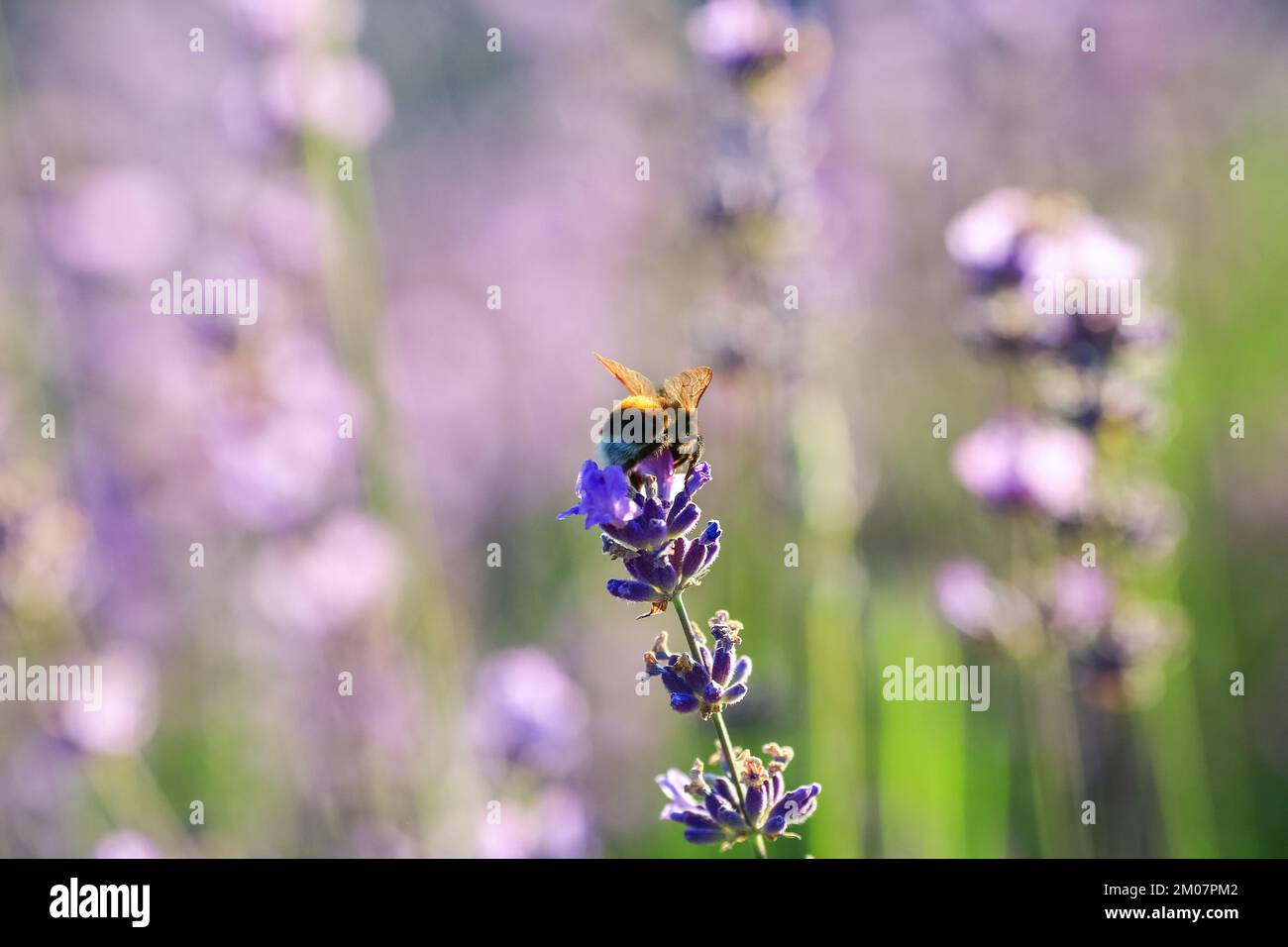 Lavandula (common name lavender) is a genus of 47 known species of ...