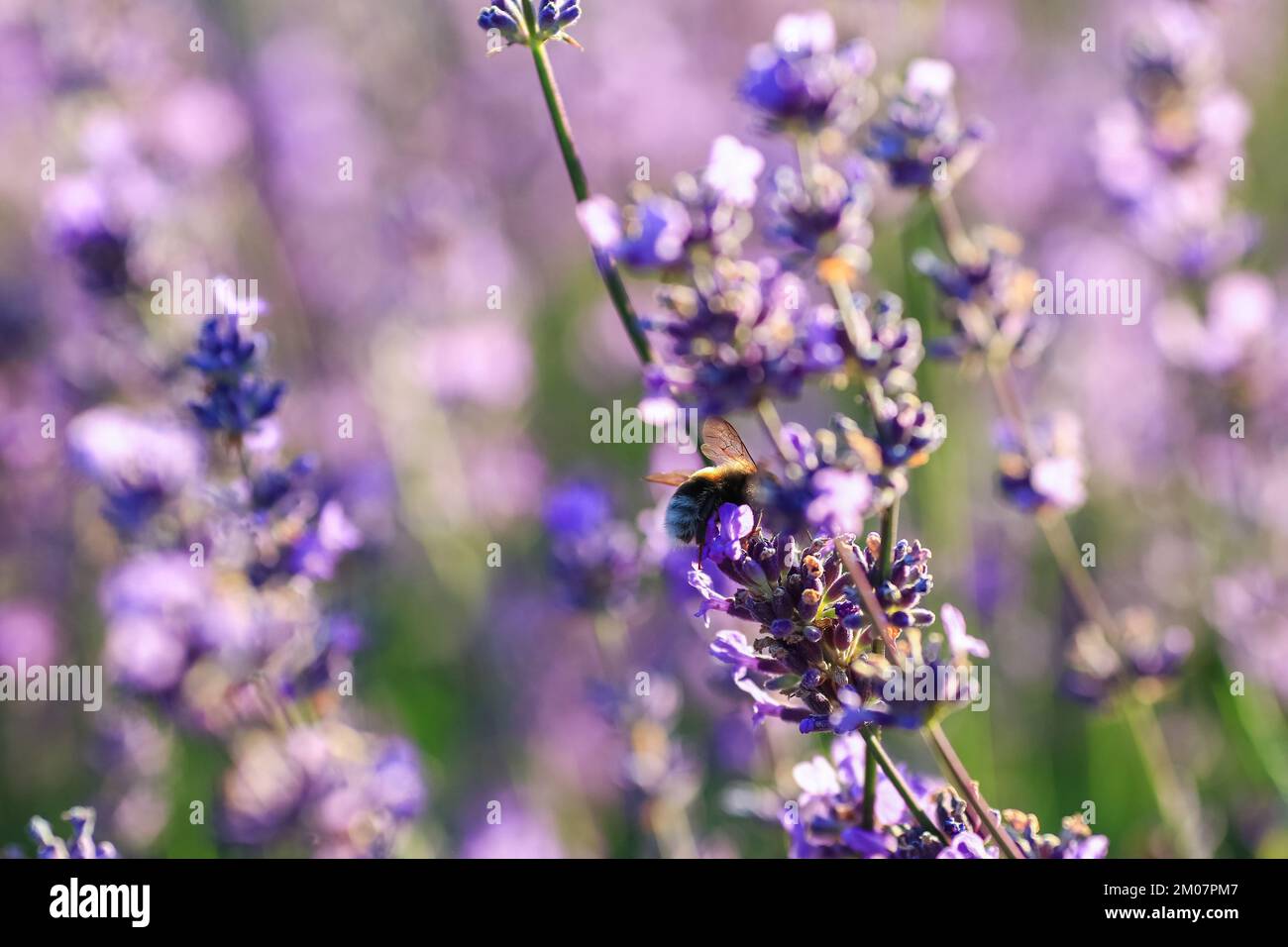 Lavandula (common name lavender) is a genus of 47 known species of ...