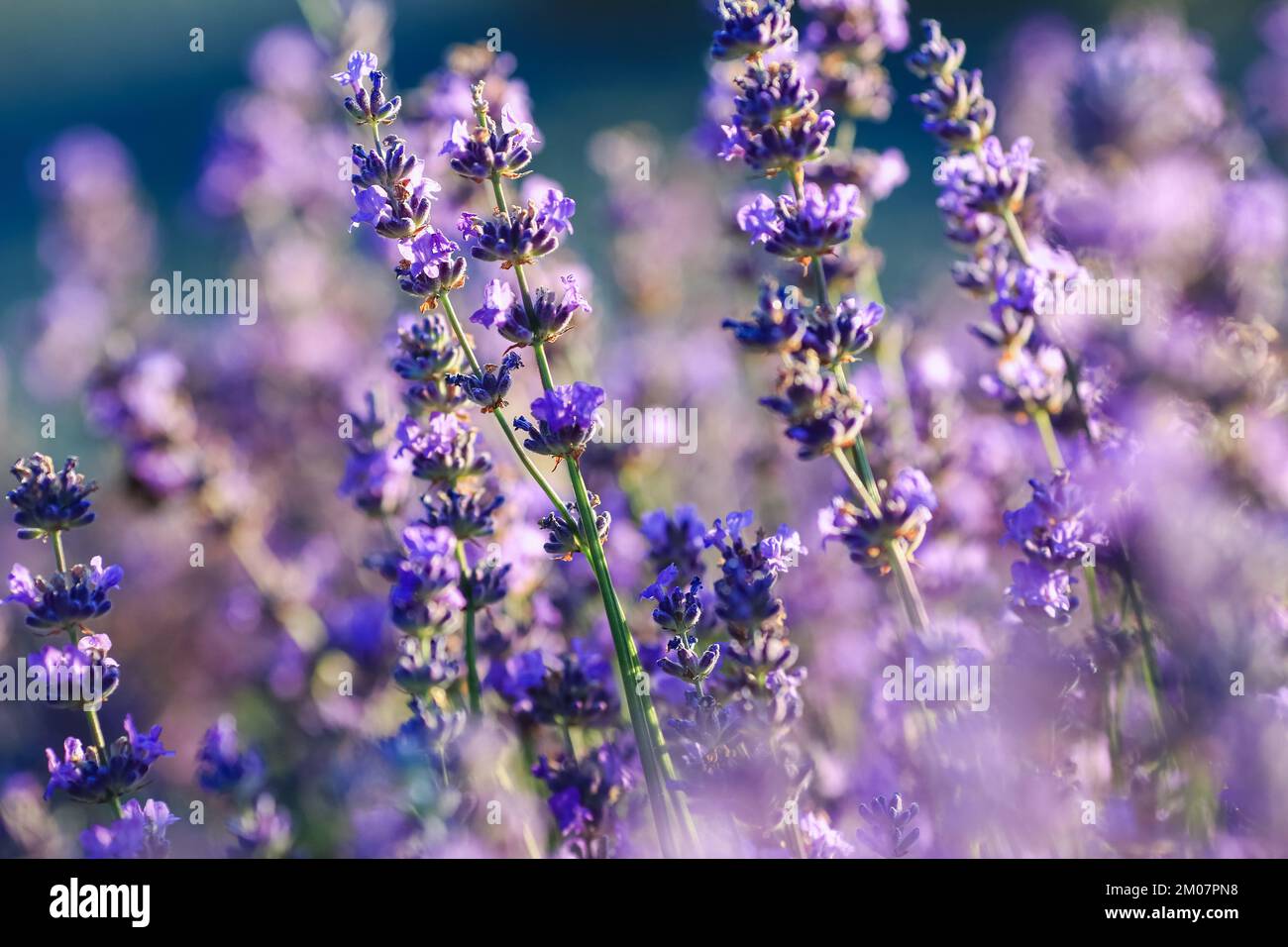 Lavandula (common name lavender) is a genus of 47 known species of ...