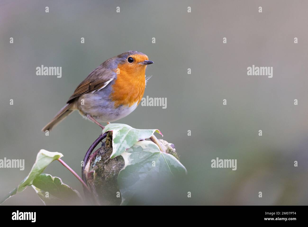 European Robin [ Erithacus rubecula ] on ivy covered post Stock Photo ...