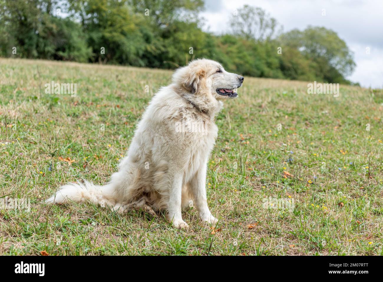 Guardian animal hi-res stock photography and images - Alamy