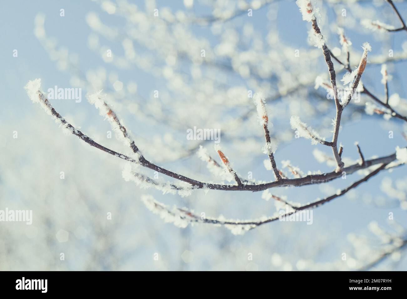 Close up shot branch snow hi-res stock photography and images - Alamy