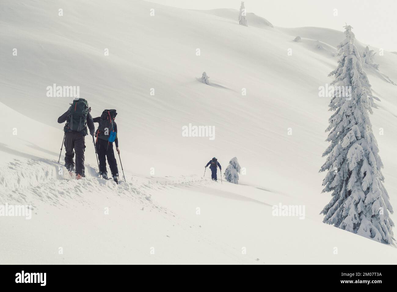 Tourists moving forward on skis landscape photo Stock Photo - Alamy