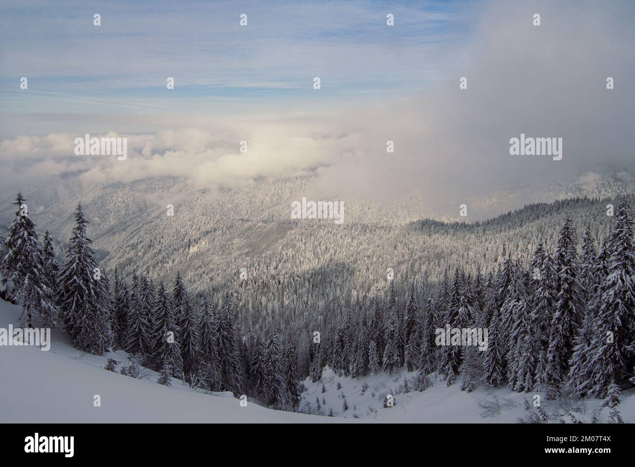 Montane pine forest hi-res stock photography and images - Alamy