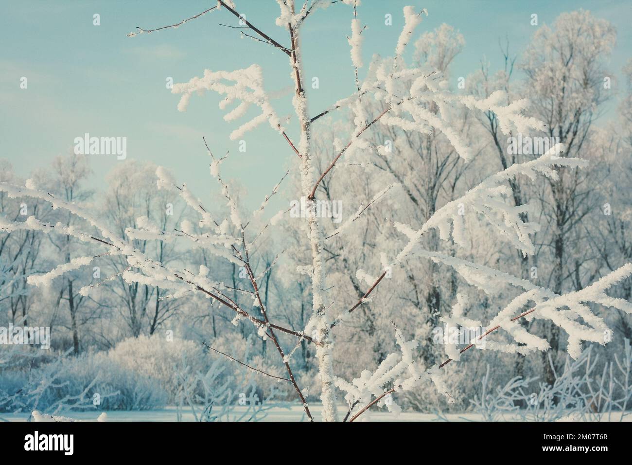 Tree covered with ice hi-res stock photography and images - Alamy