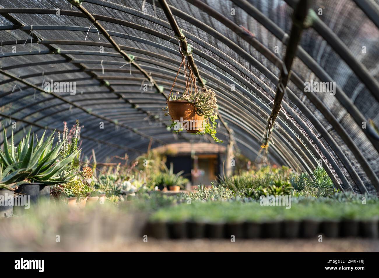 Interior greenhouse for cultivation herbs for further lab research on ...