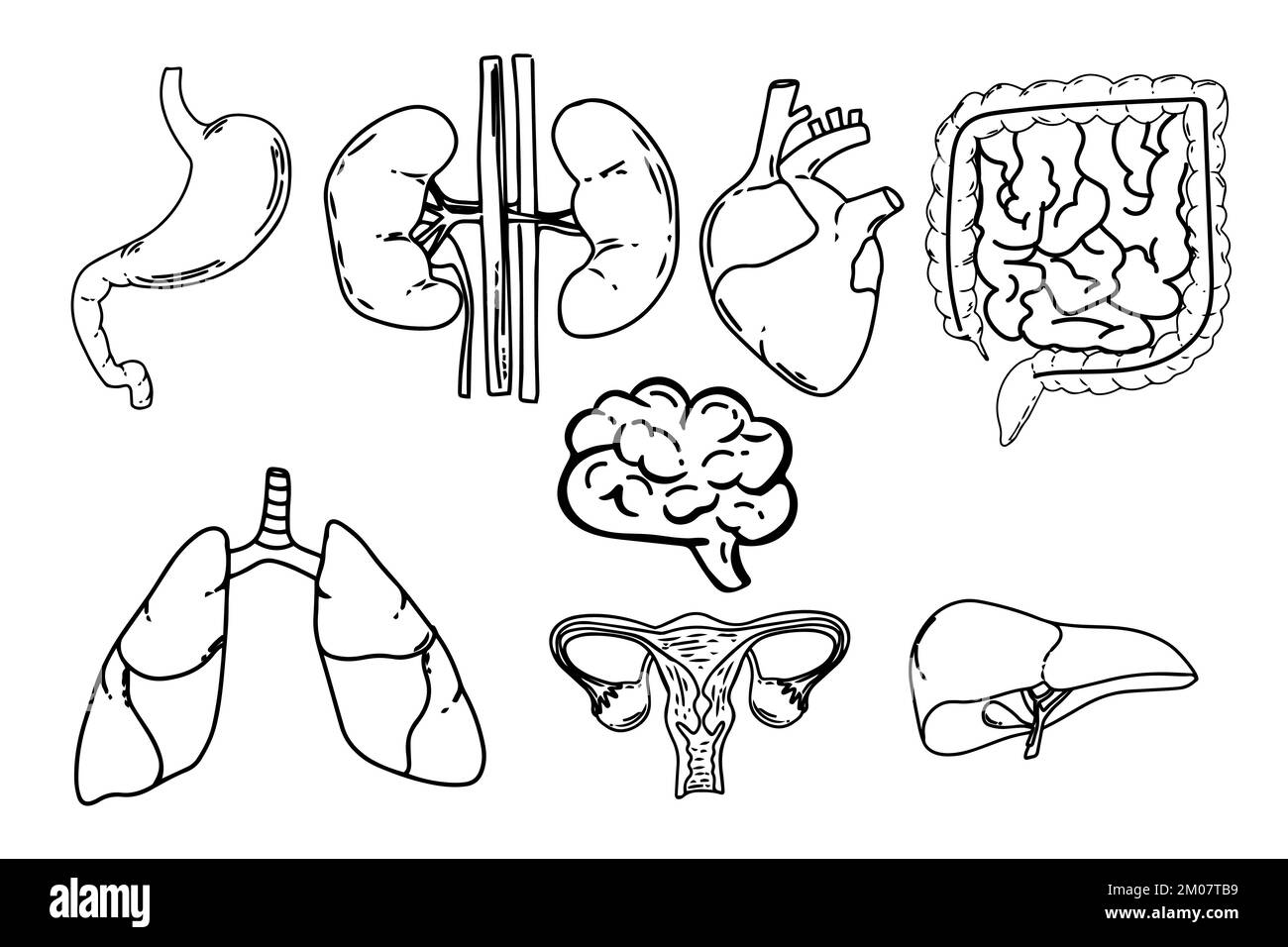 Set of vector line icons of anatomy for web and apps. Editable vector ...