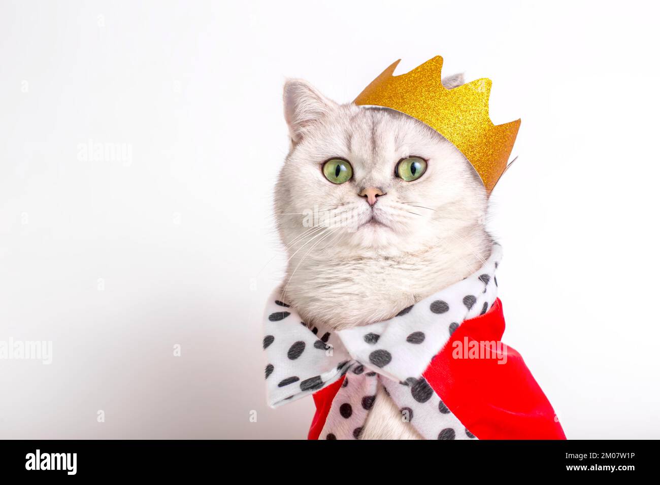 Charming white cat in a golden crown and red robe, sitting on a white ...