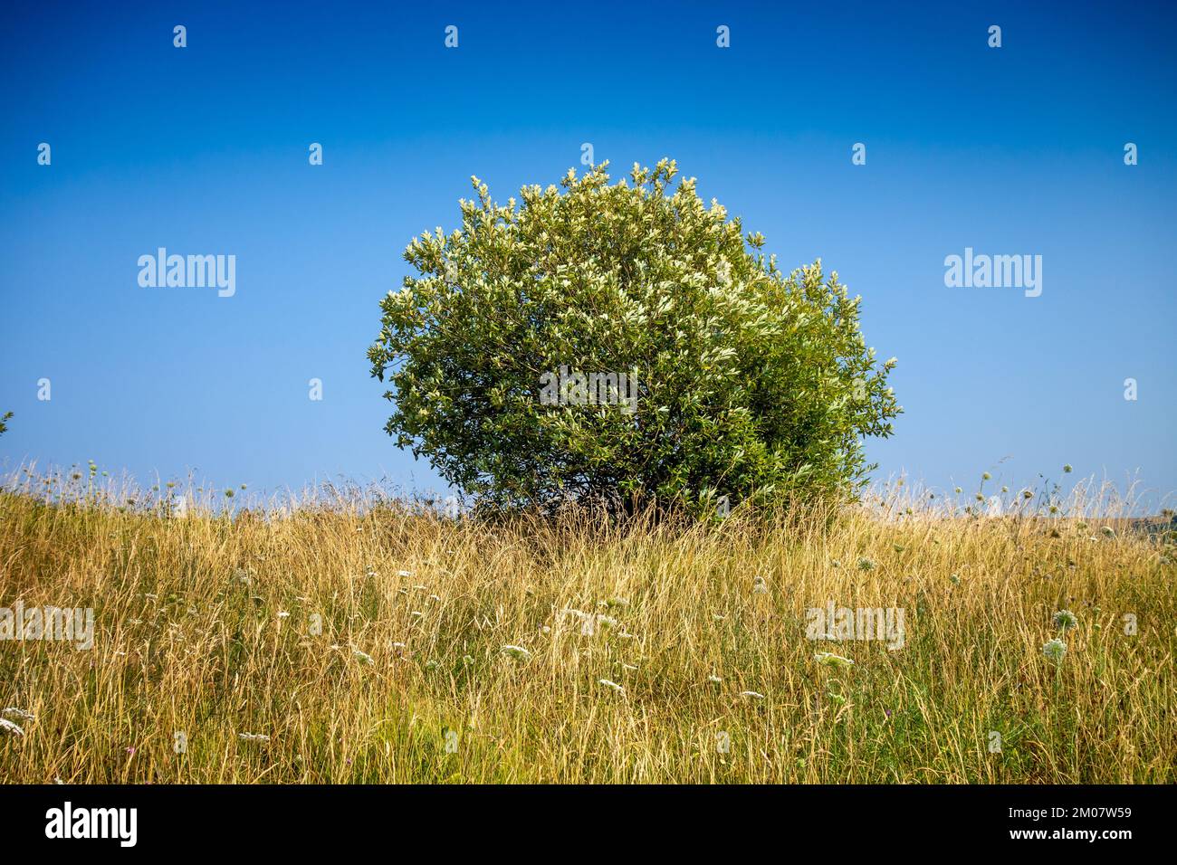 Tree in a field, Cantabria, Spain. Blue sky background Stock Photo - Alamy