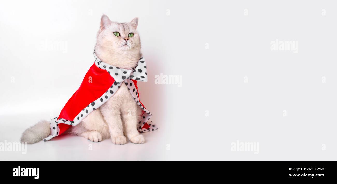 A wide banner with beautiful white cat in red mantle, sitting on a ...