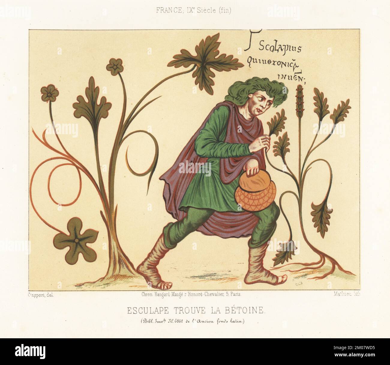 Esculape trouve la betoine hi-res stock photography and images - Alamy