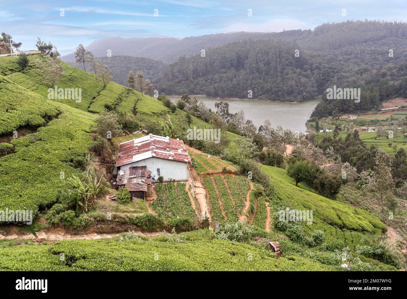 rural landscape with tea plantation and terraced tea fields in the Sri ...