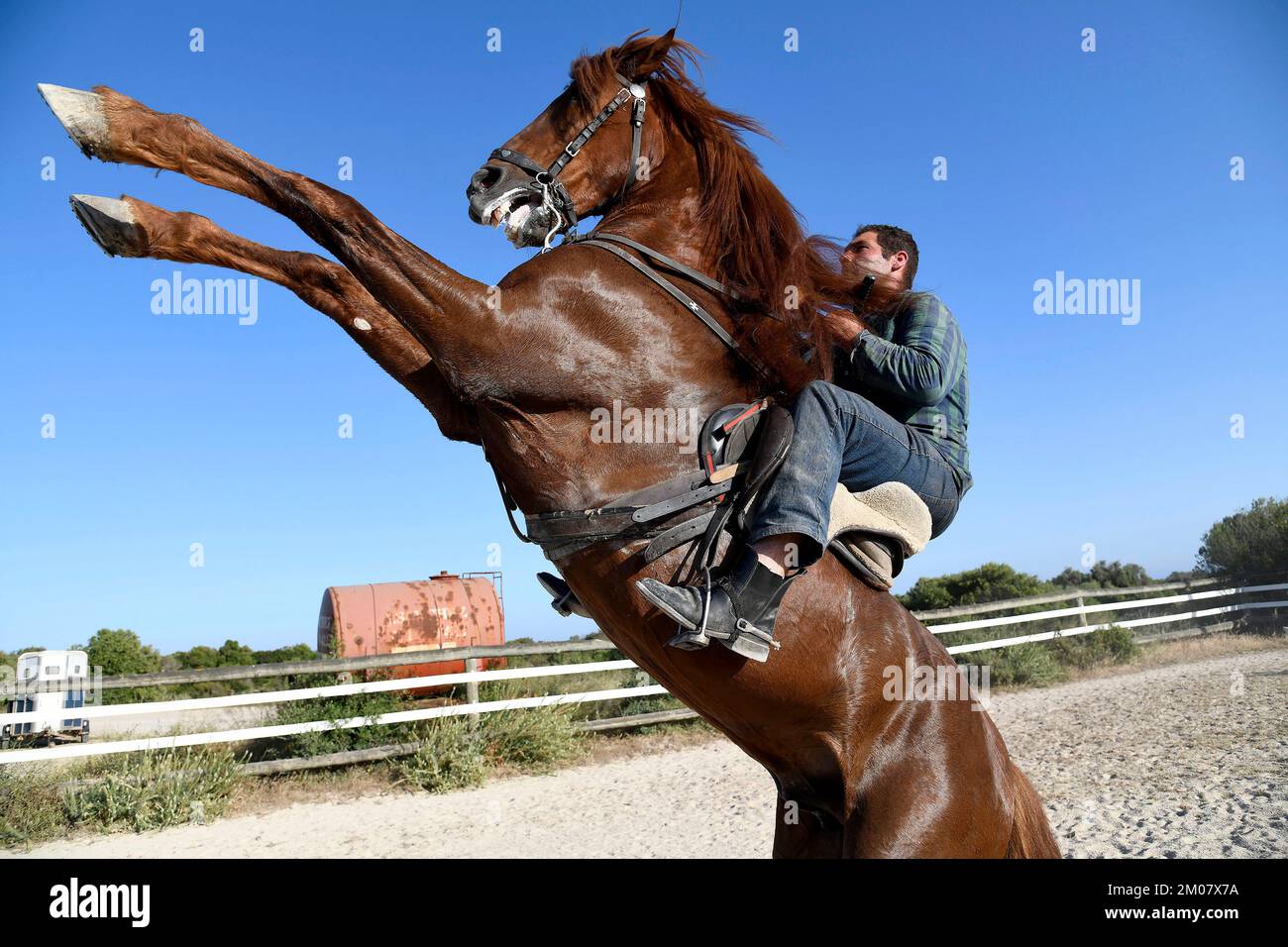 Young farmer from Menorca, practising with his native breed horse ...