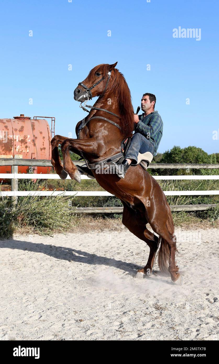 Young farmer from Menorca, practising with his native breed horse ...