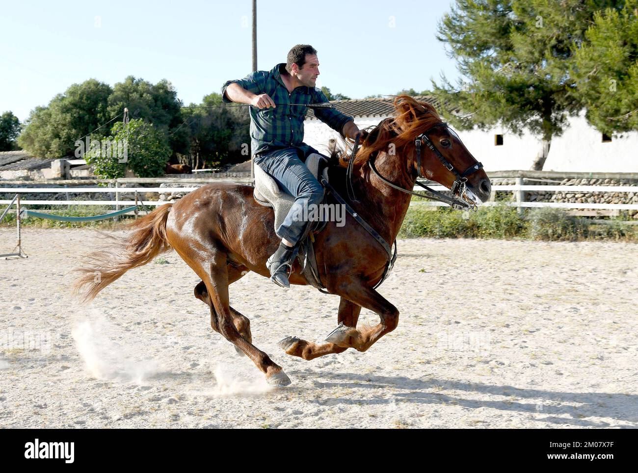 Young farmer from Menorca, practising galloping with his native breed ...
