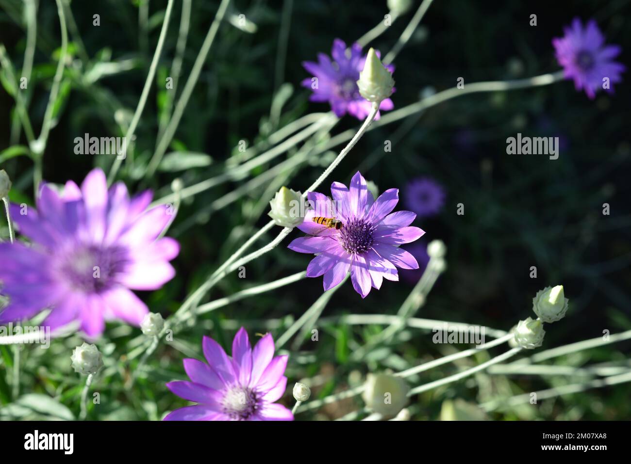 Purple flower of Annual Everlasting or Immortelle, Xeranthemum annuum ...