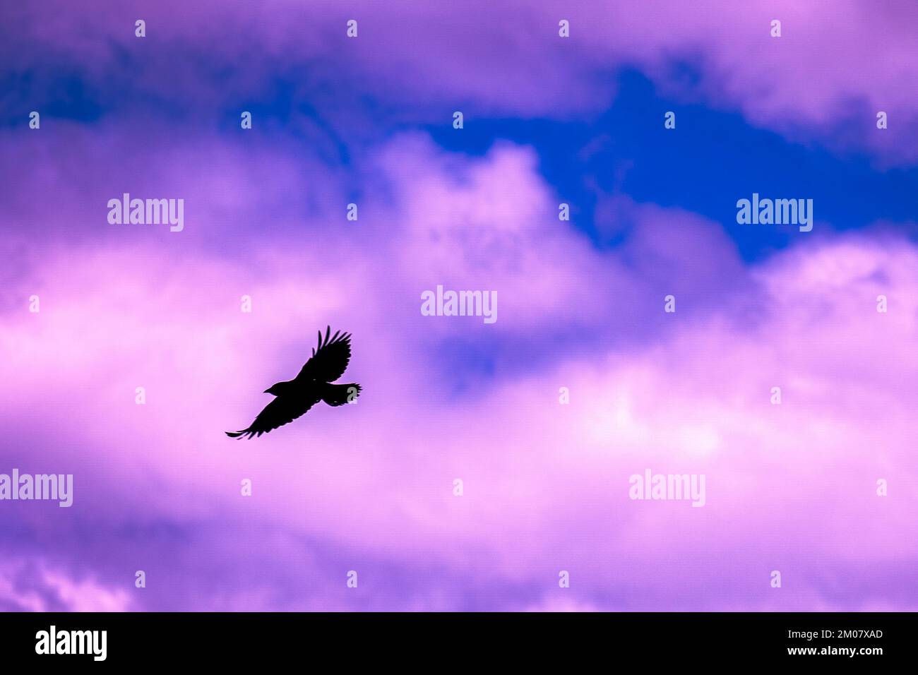 The black silhouette of a raven soaring in a pinkish-blue cloudy sunset ...