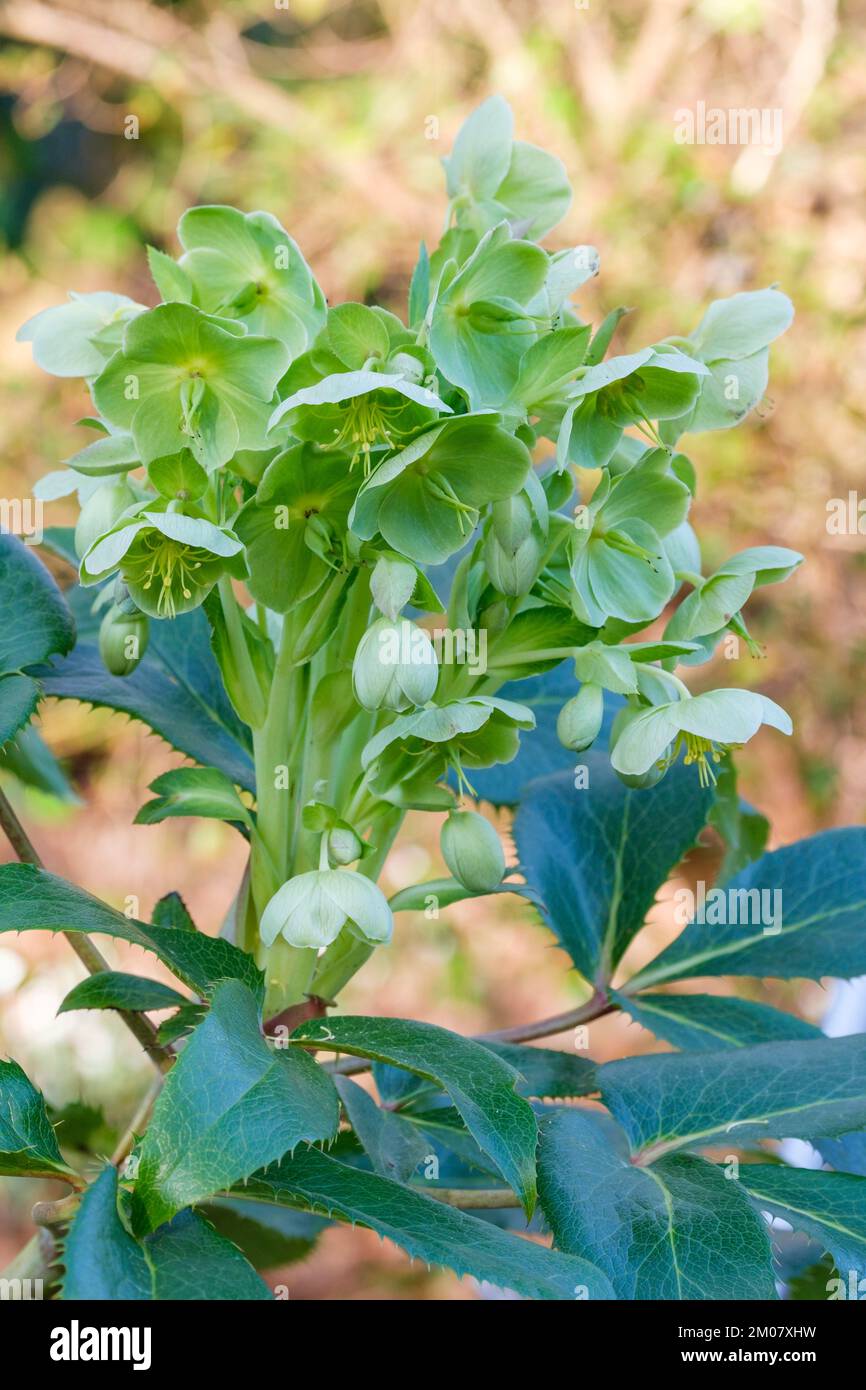 Helleborus argutifolius, Helleborus lividus subsp. corsicus, Helleborus ...