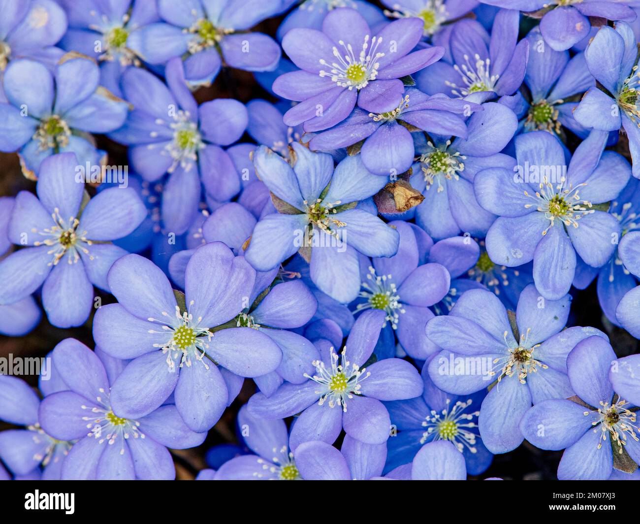 The Hepatica Nobilis flowers blooming with blue petals under the ...