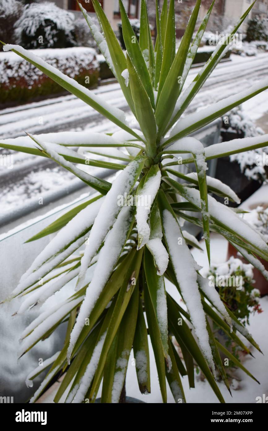 snow on a yucca plam tree Stock Photo - Alamy