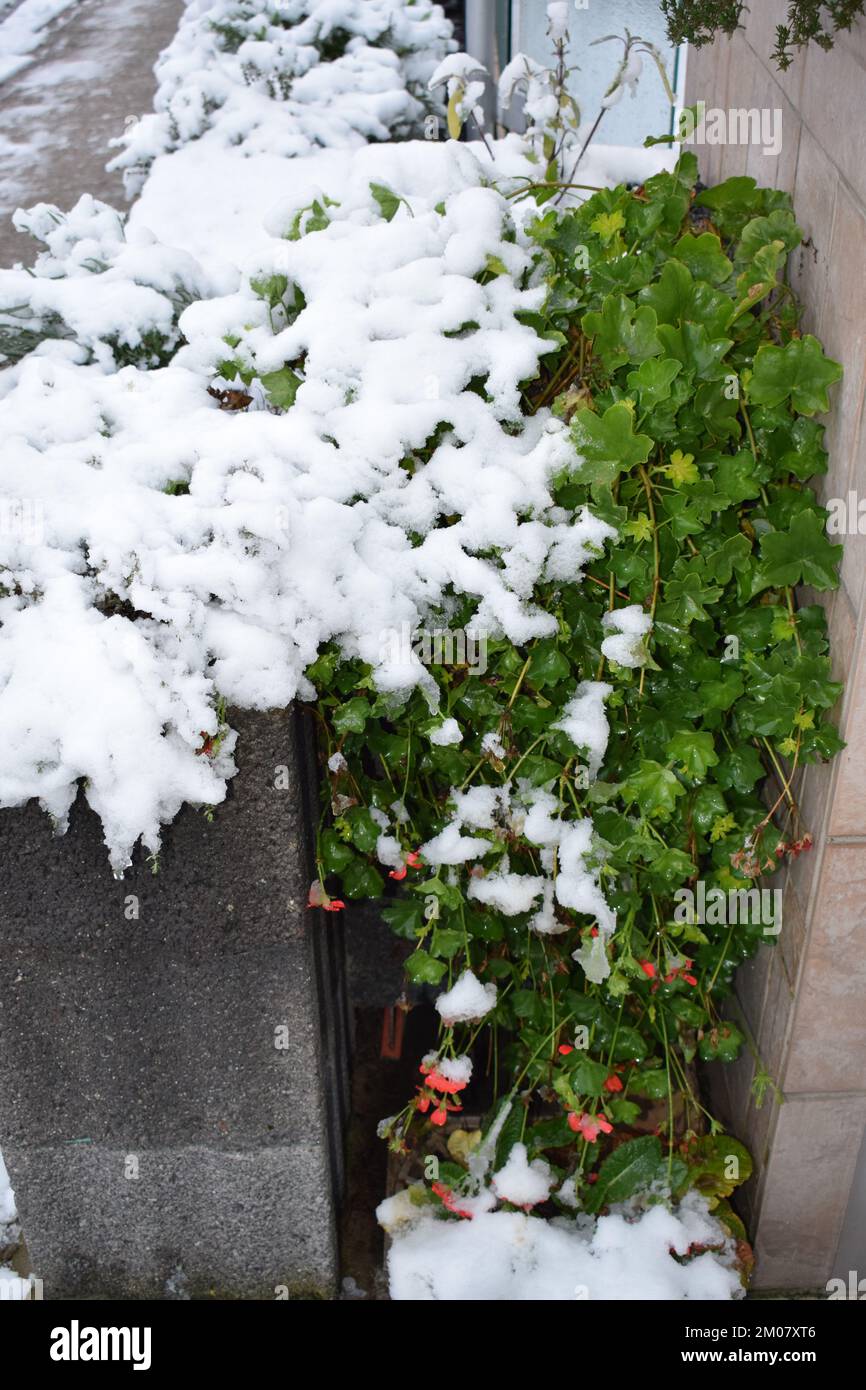 snow on blooming flowers Stock Photo - Alamy