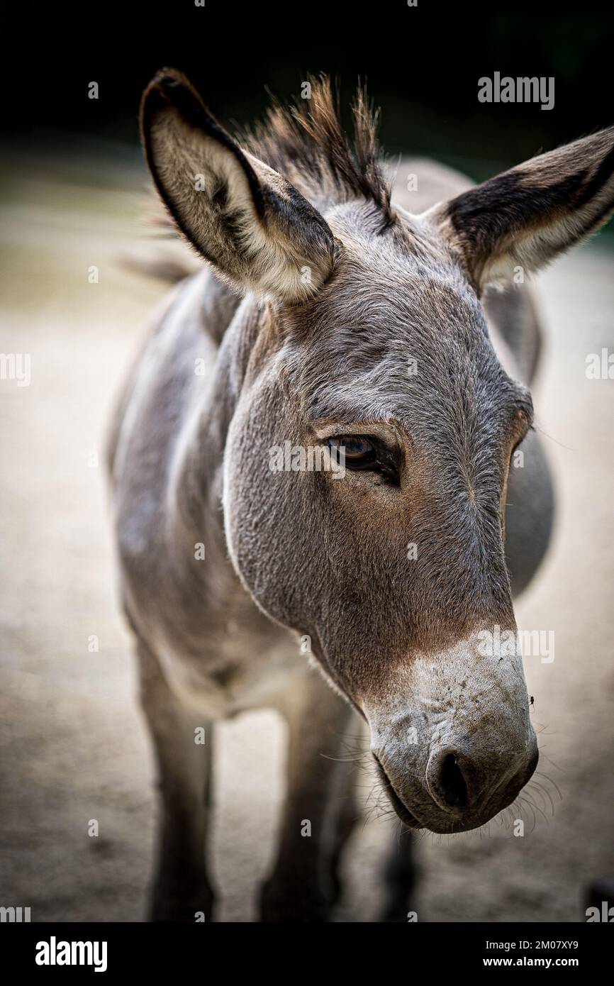 A vertical closeup of a donkey walking on the dusty road blurred ...