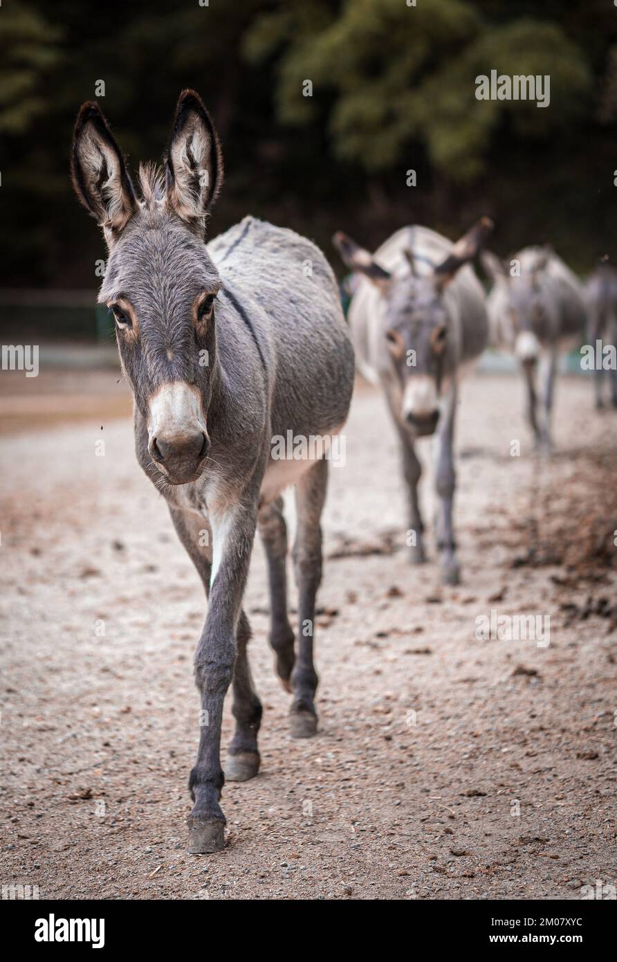 A vertical closeup of donkeys walking on the dusty road blurred dark ...