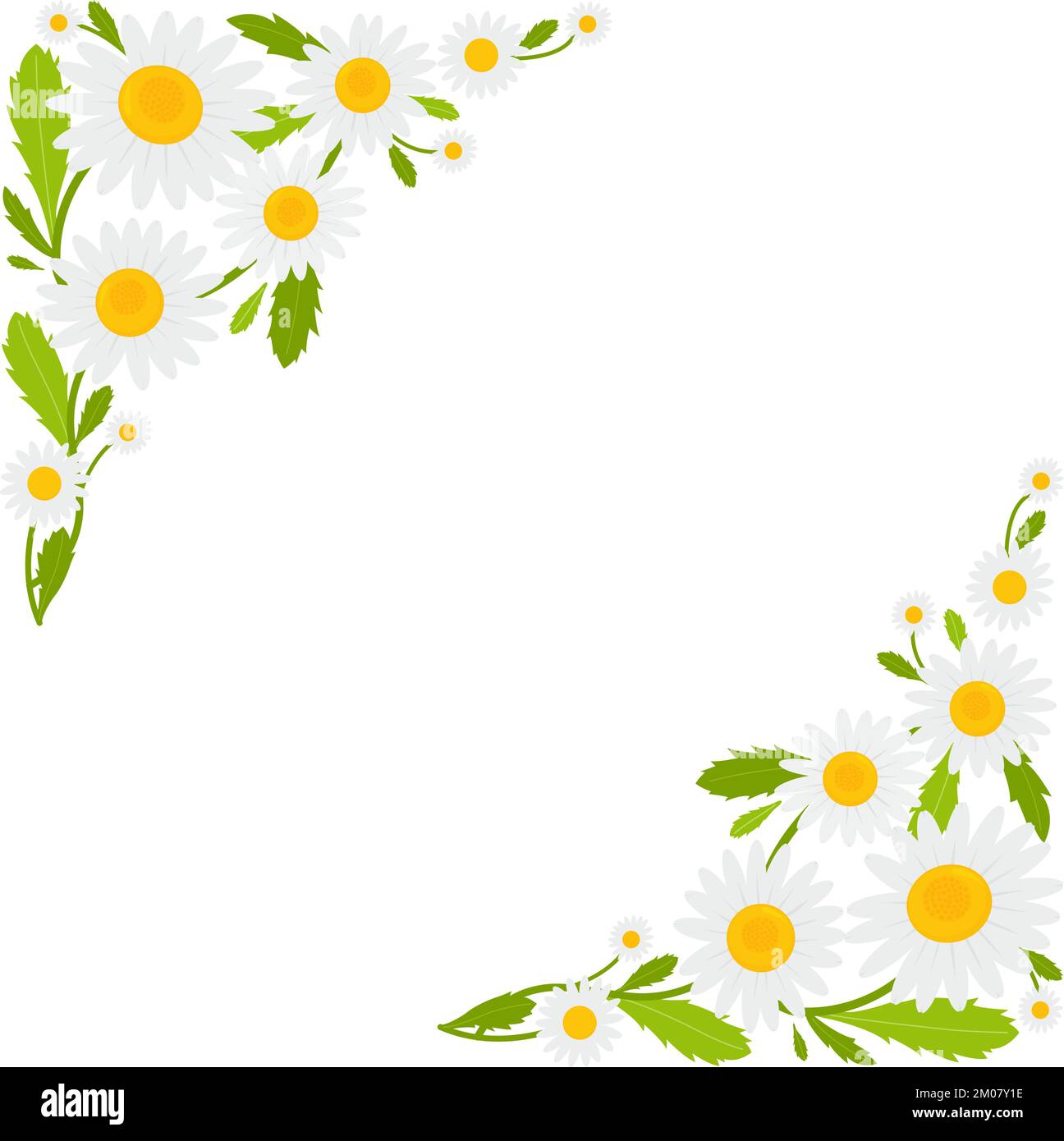 Daisy flowers banner background. Vector illustration Stock Vector Image ...