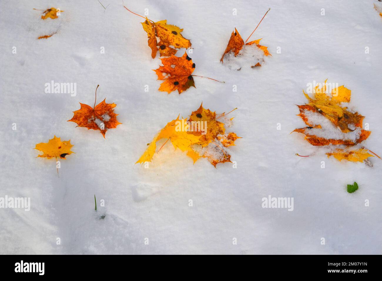 An early winter landscape snow on the ground colorful autumn leaves ...