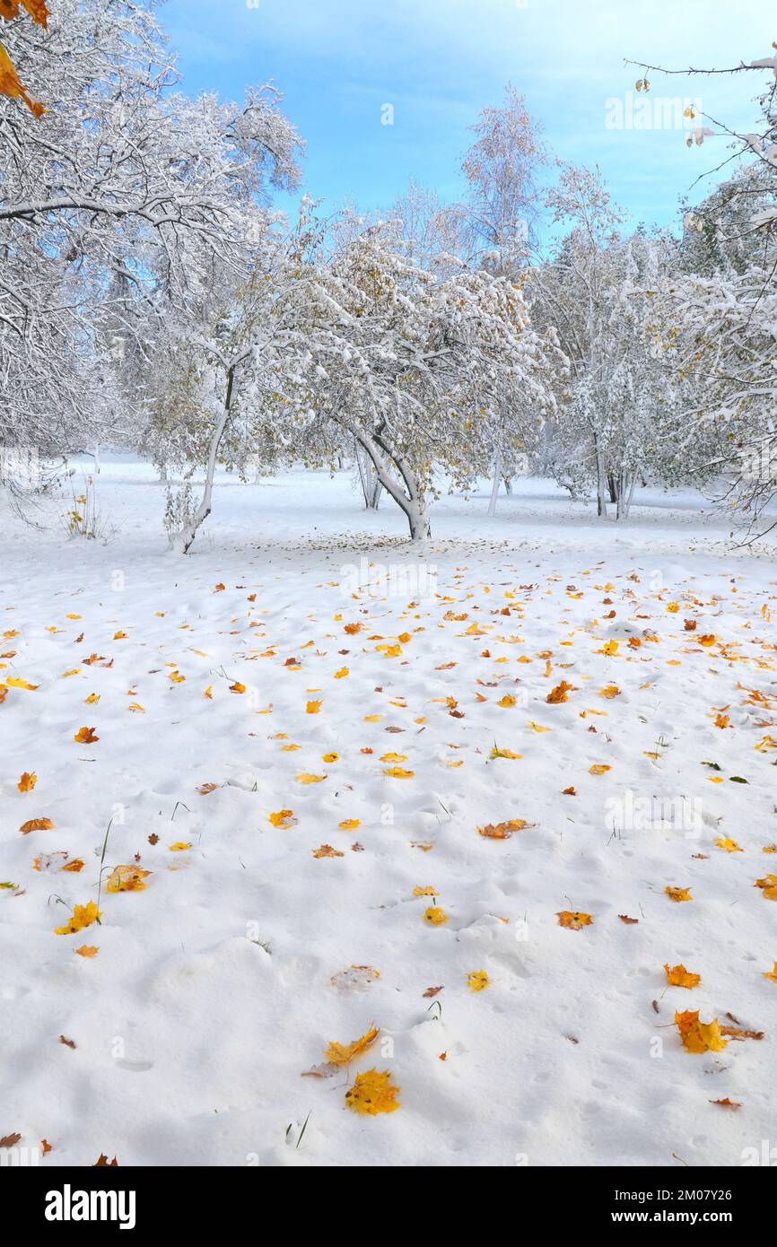 An early winter landscape snow on the ground colorful autumn leaves ...
