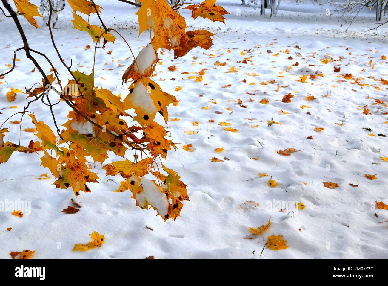 An early winter landscape snow on the ground colorful autumn leaves ...