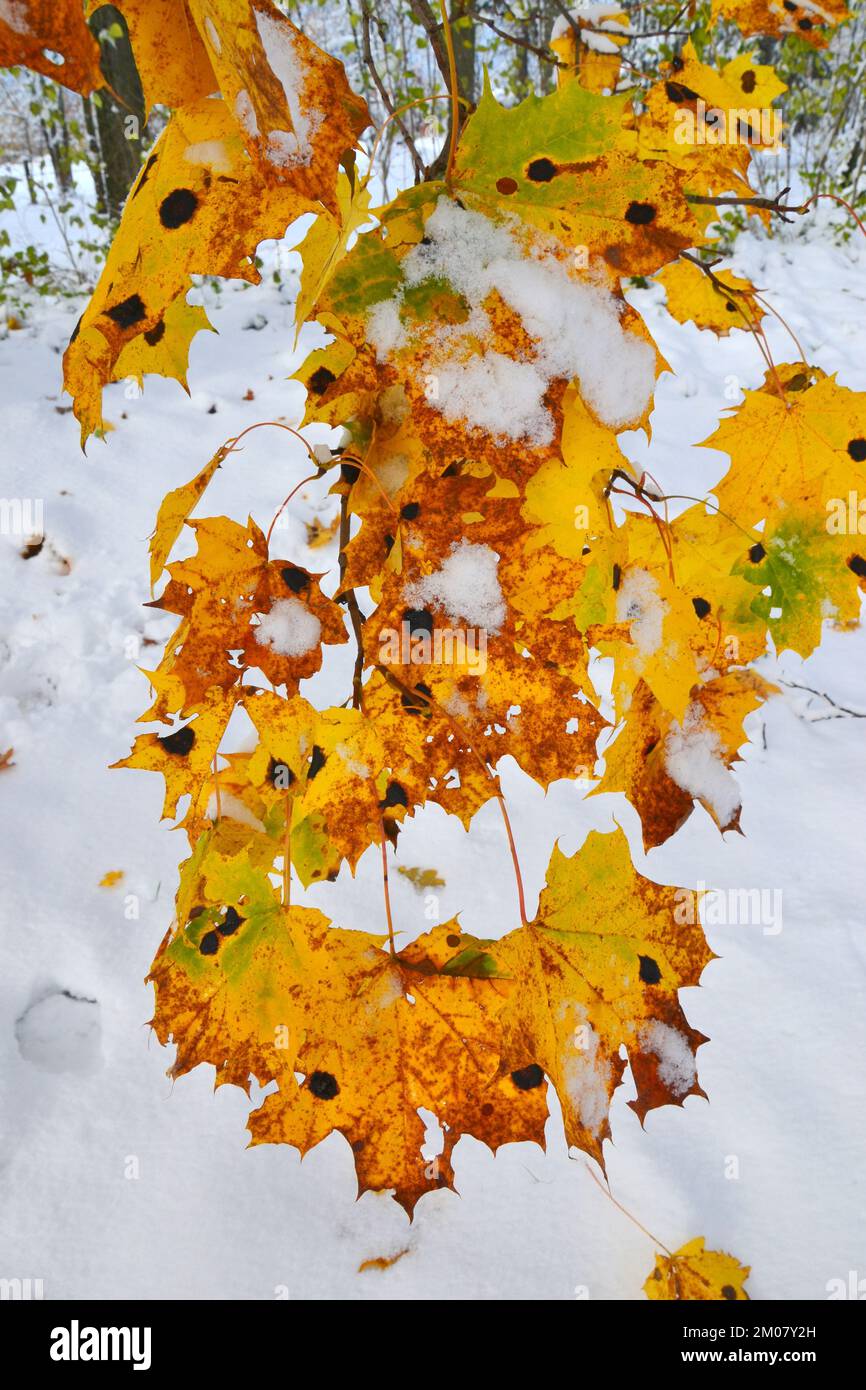 An early winter landscape snow on the ground colorful autumn leaves ...