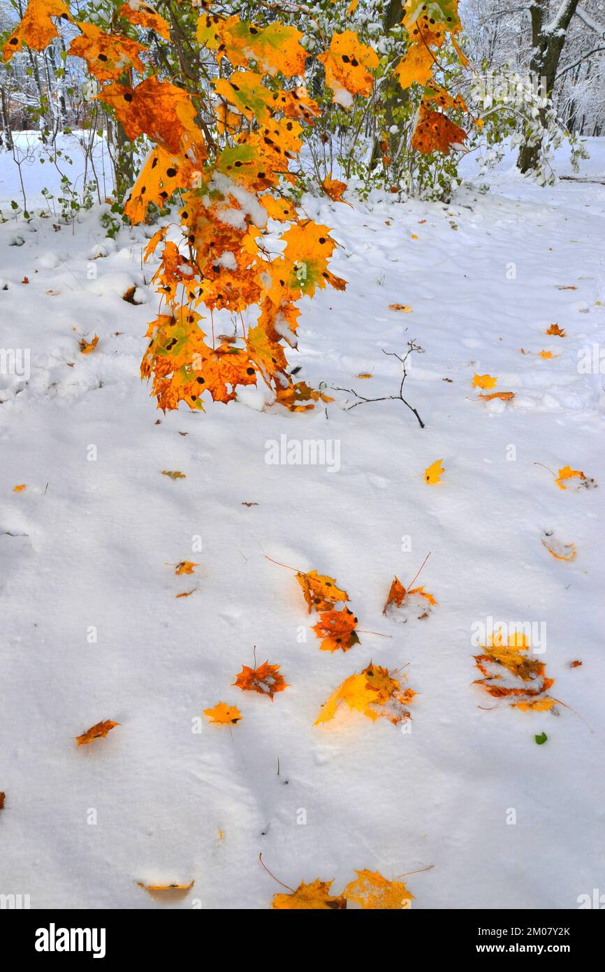 An early winter landscape snow on the ground colorful autumn leaves ...