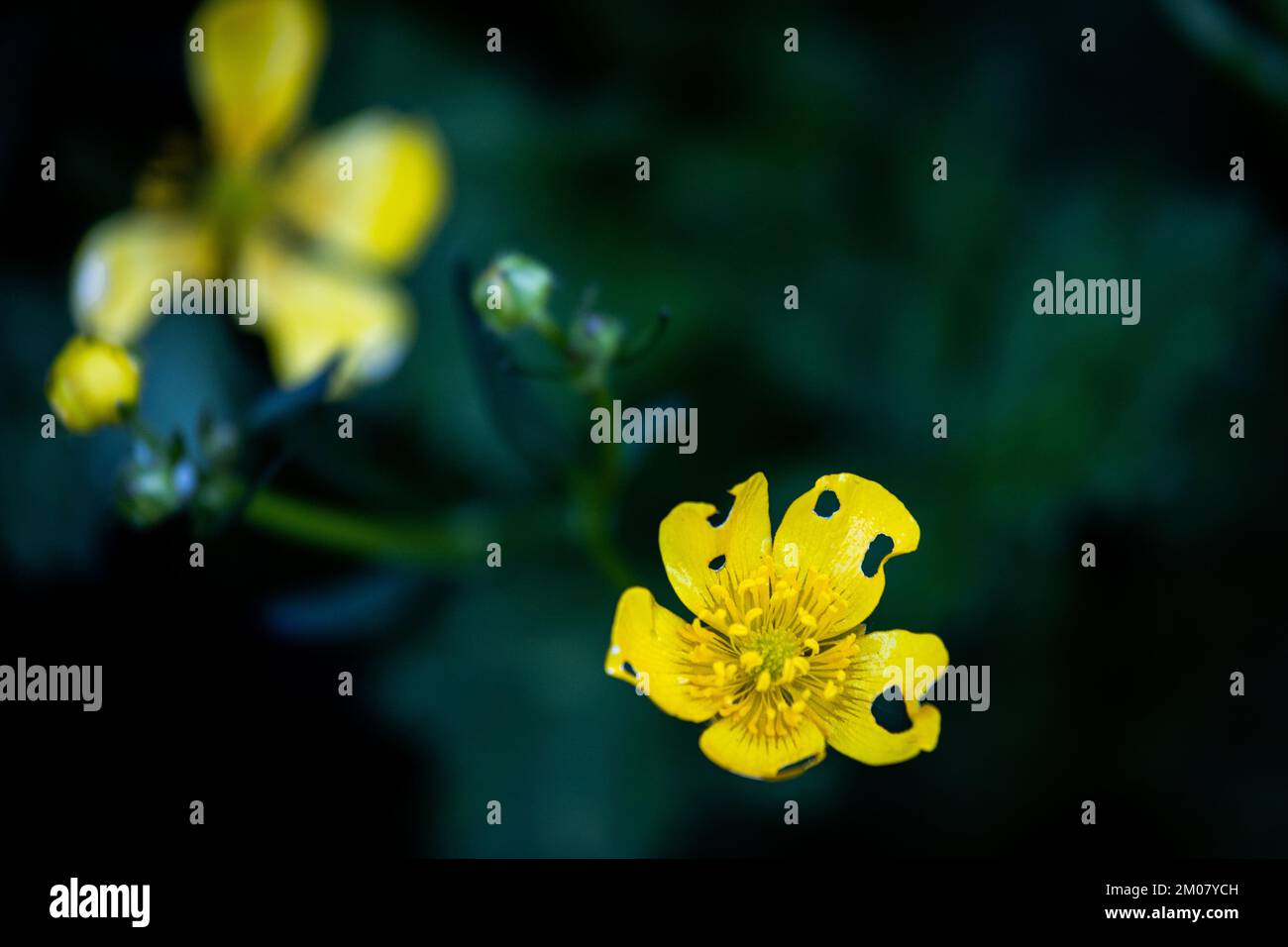 The high-angle macro shot of a Meadow buttercup with holes on its ...