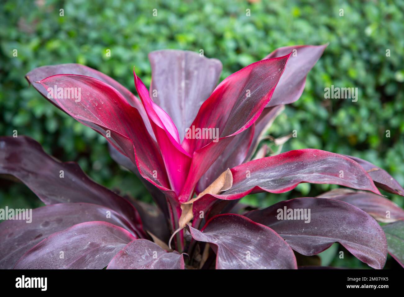 Natural Colorful Pink purple cordyline Leaves flower texture may be ...