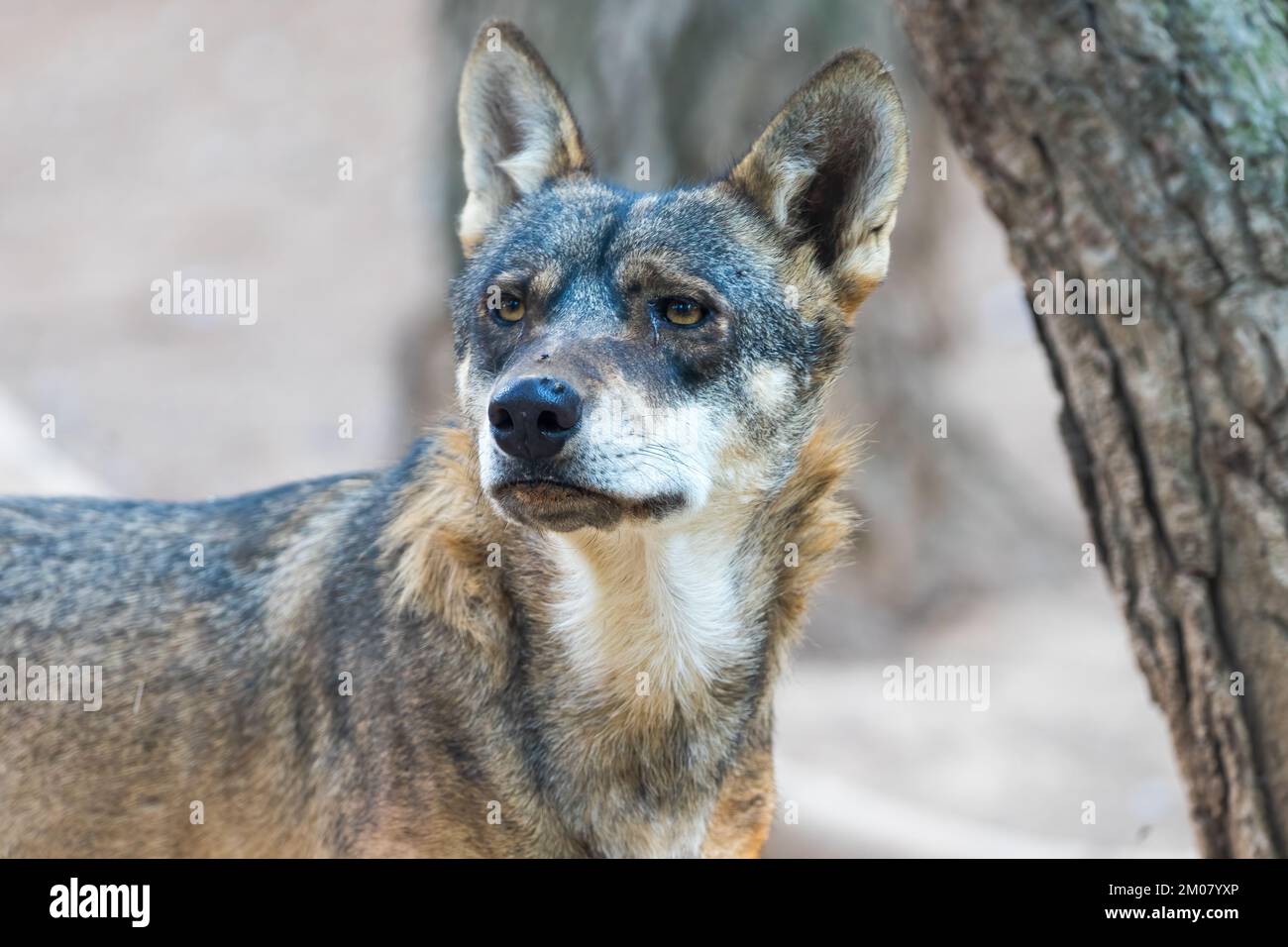 A close-up of an Iberian wolf (Canis lupus signatus) looking aside ...