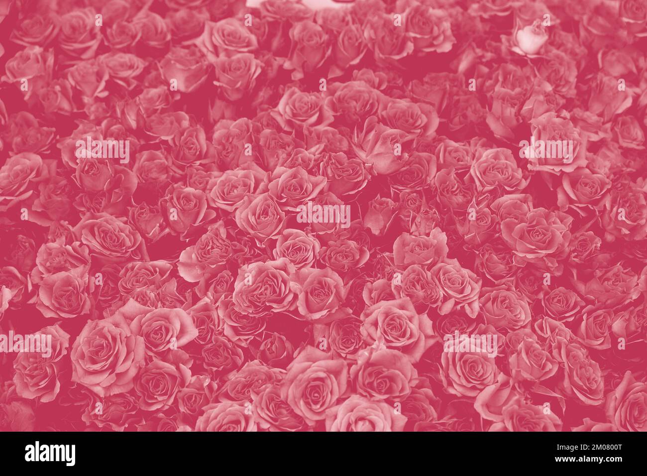 Background of beautiful blooming Magenta roses. Color Of The Year 2023 ...